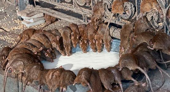 Ratos - Grupo Insetex